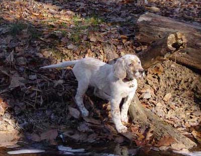 DeCoverly Dual Setters and Companions - Centerfolds Archive 2003 to 2006