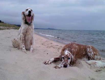 DeCoverly Dual Setters and Companions - Centerfolds Archive 2003 to 2006