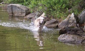 DeCoverly Dual Setters and Companions - Centerfolds Archive 2003 to 2006