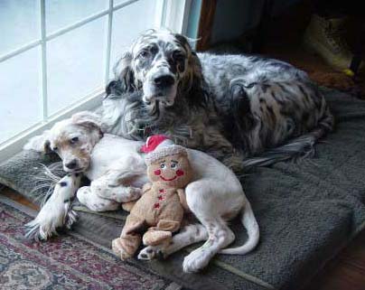 DeCoverly Dual Setters and Companions - Centerfolds Archive 2003 to 2006