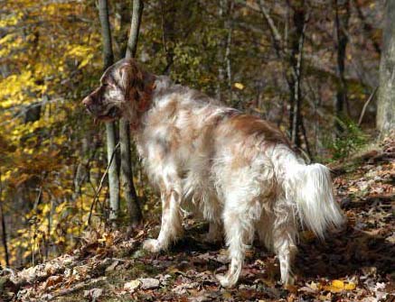 DeCoverly Dual Setters and Companions - Centerfolds Archive 2003 to 2006